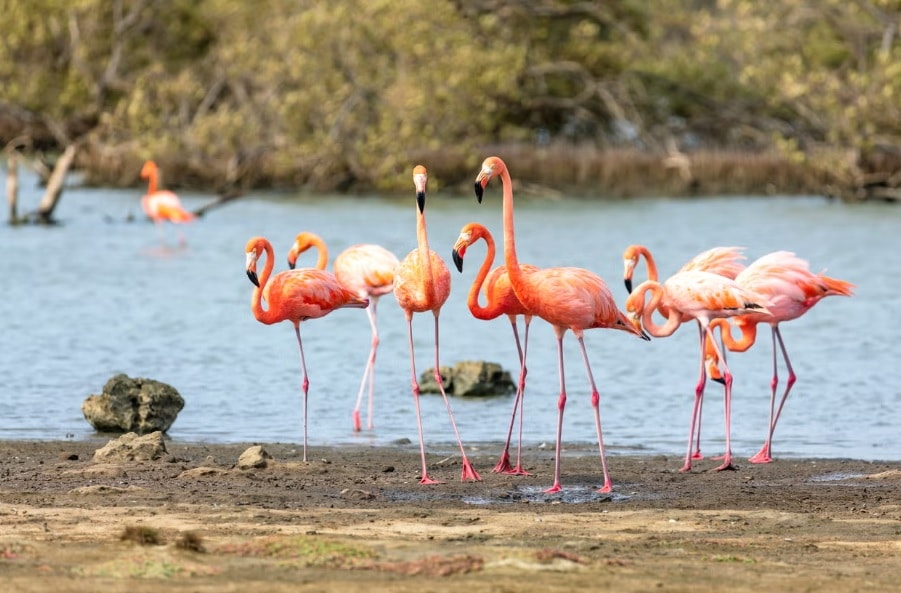 Ilhas ABC (Aruba Bonaire e Curaçao): Guia completo