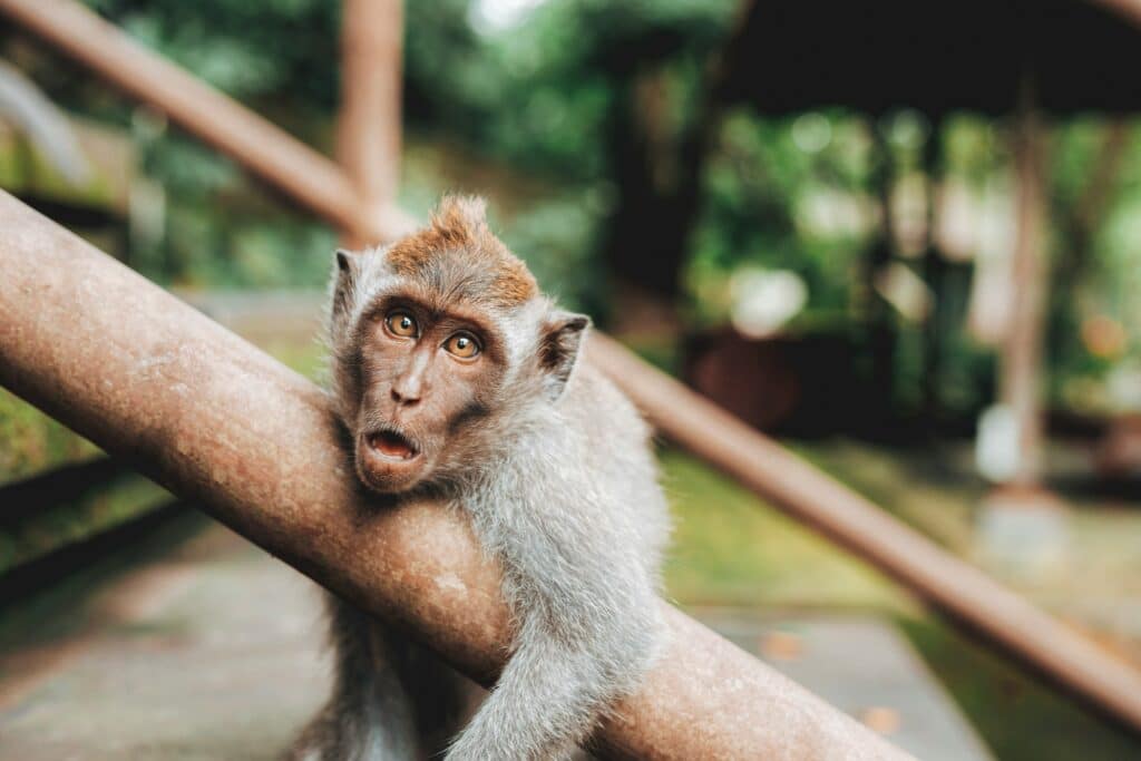 Bali: Conheça a "Ilha dos Deuses" | Dicas de Viagem
