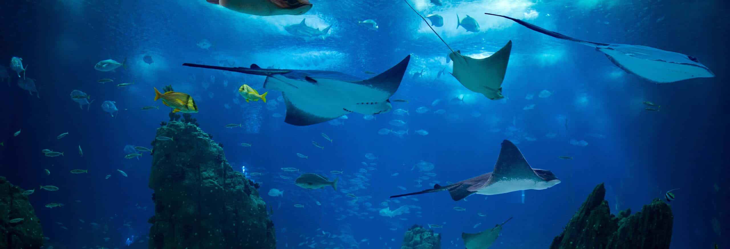 Ingresso do Oceanário de Lisboa: Mergulhe nessa experiência