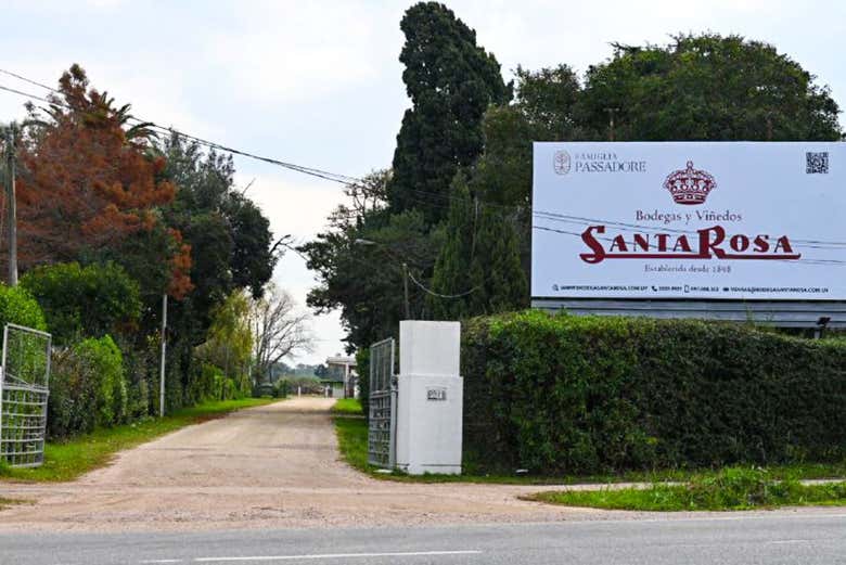 Visita à vinícola Santa Rosa: Reserve já seu tour com vinho