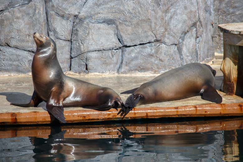 Ingresso do parque Faunia: Conheça centenas de animais!